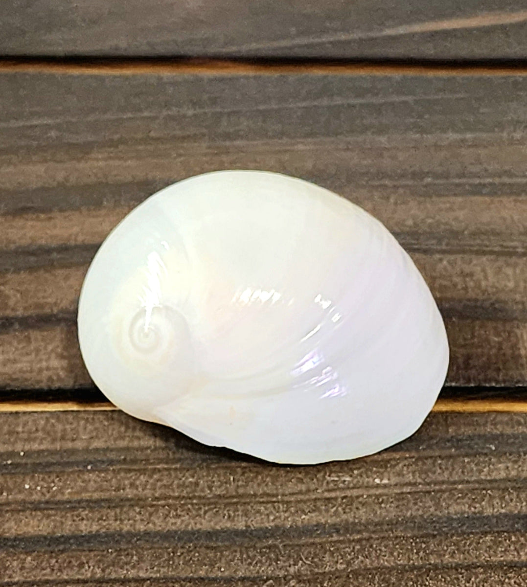 White Moon Shell – HermitCrabShells.ca