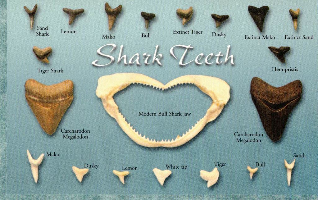 Postcard Only - Shark Teeth ID – HermitCrabShells.ca