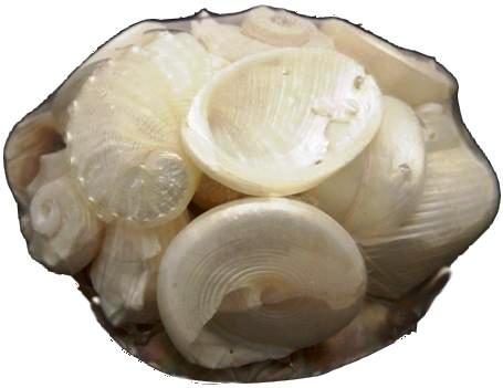 PLACUNA SHELL PACK (POLISHED SHELLS ON SADDLE SHELL – HermitCrabShells.ca