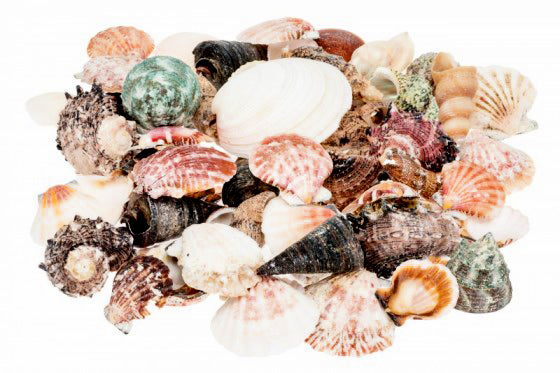 Assorted Seashell Mix 1 KG - 1 - 2 Inch Shells - Mixed in house may va ...