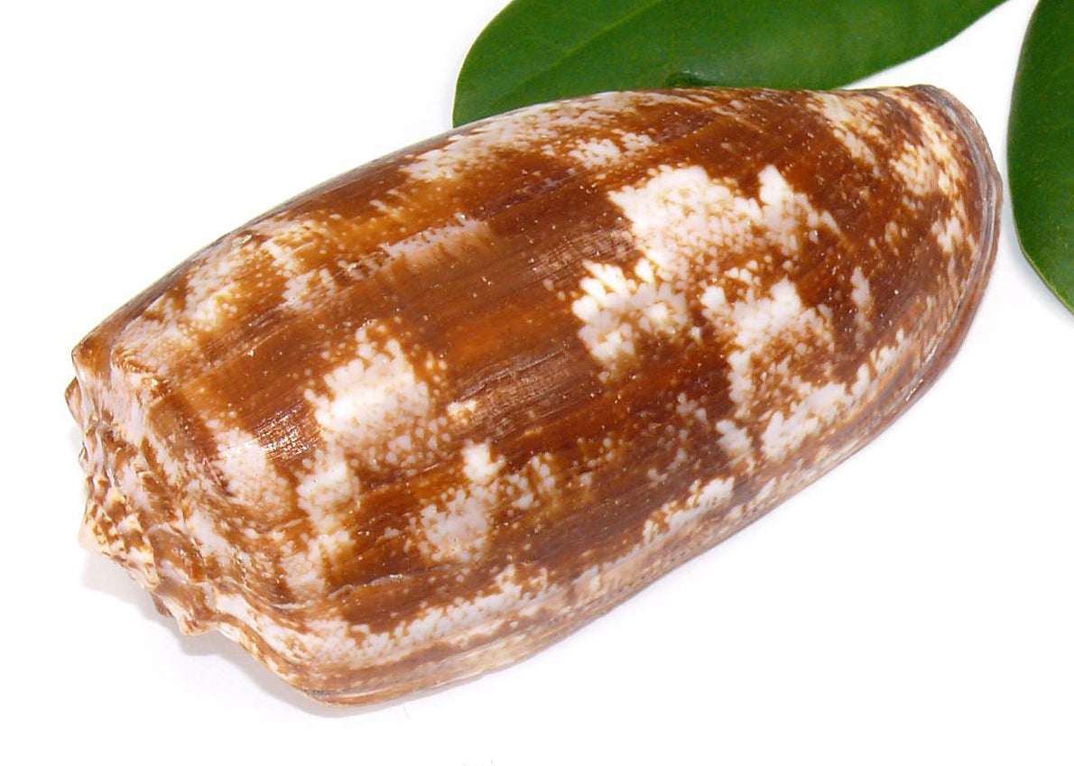 Geography Cone - Conus Geographus - 4.5 inches - Deadliest Snail On Ea ...