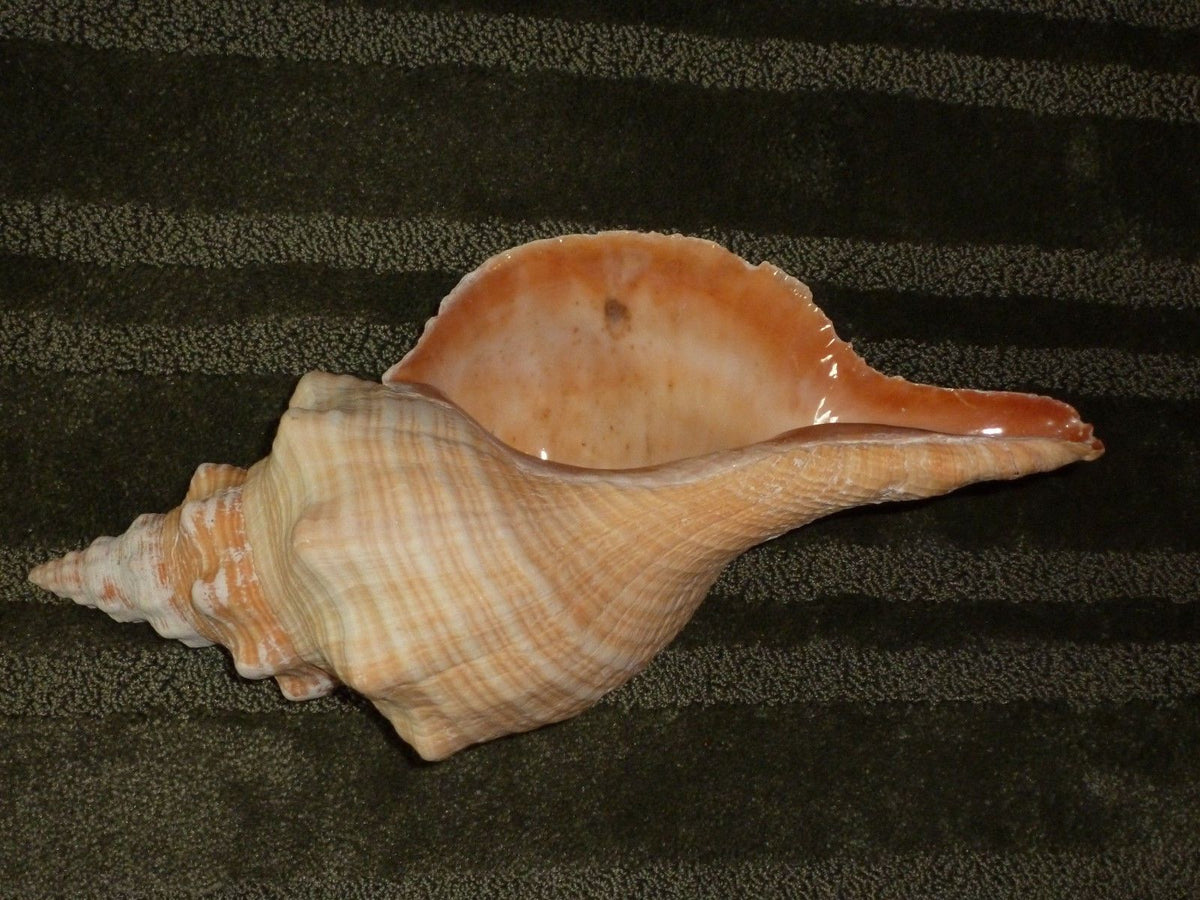 Mexican Horse Conch – HermitCrabShells.ca